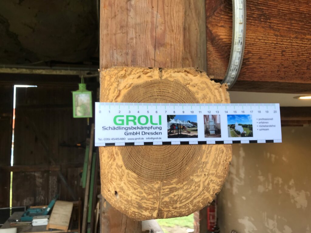 Holzschädlinge in Wohnhäusern | Groli Schädlingsbekämpfung